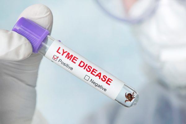Lyme Disease in Dogs: What You Need to Know - PetMedic Urgent Care Vet ...